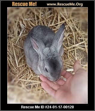 - Missouri Rabbit Rescue - ADOPTIONS - Rescue Me!