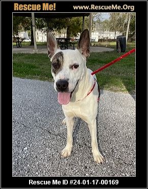 - Texas Pit Bull Rescue - ADOPTIONS - Rescue Me!