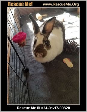 - Texas Rabbit Rescue - ADOPTIONS - Rescue Me!