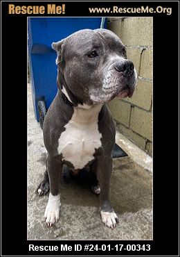 - California Pit Bull Rescue - ADOPTIONS - Rescue Me!