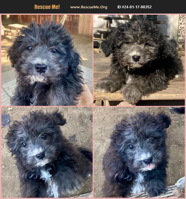 ADOPT 24011700352 ~ Maltese Rescue ~ Van Nuys, CA