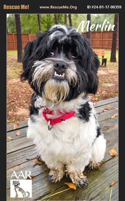 ADOPT 24011700359 ~ Shih Tzu Rescue ~ Magnolia, TX