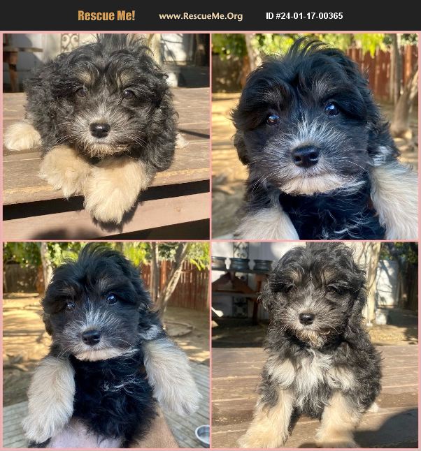 ADOPT 24011700365 ~ Maltese Rescue ~ Van Nuys, CA