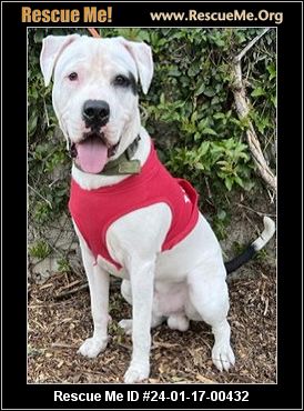 - California American Bulldog Rescue - ADOPTIONS - Rescue Me!