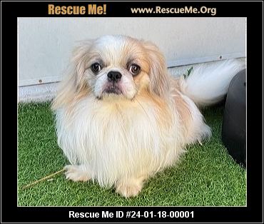 - Florida Pekingese Rescue - ADOPTIONS - Rescue Me!