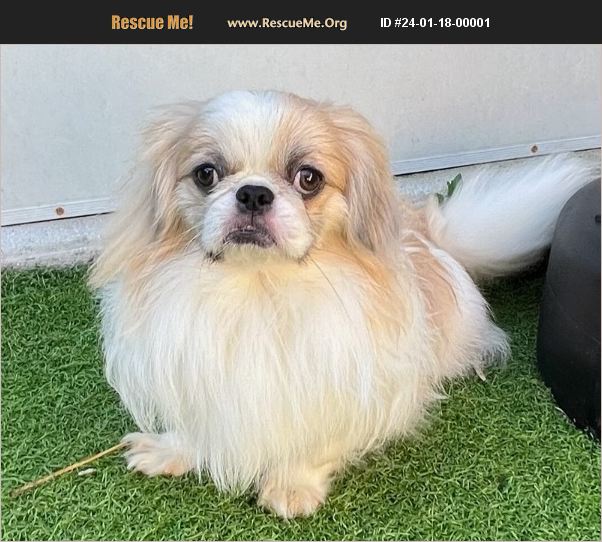 ADOPT 24011800001 ~ Pekingese Rescue ~ Fort Myers Beach, FL