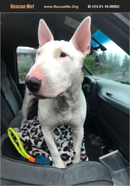 ADOPT 24011800002 ~ Bull Terrier Rescue ~ Graham, WA