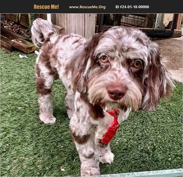 ADOPT 24011800006 ~ Cockapoo Rescue ~ Fort Myers Beach, FL