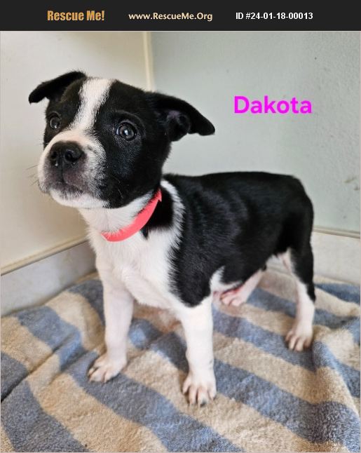 ADOPT 24011800013 ~ Boston Terrier Rescue ~ Valley center, CA