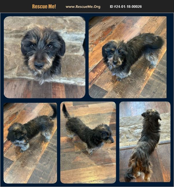 ADOPT 24011800026 ~ Yorkie Rescue ~ Jackson, TN