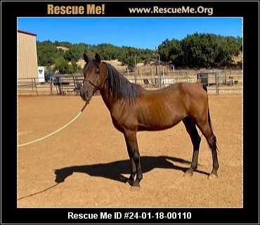 - California Horse Rescue - ADOPTIONS - Rescue Me!