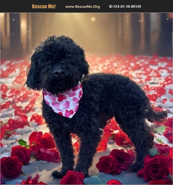 ADOPT 24011800149 ~ Poodle Rescue ~ Sebring, FL