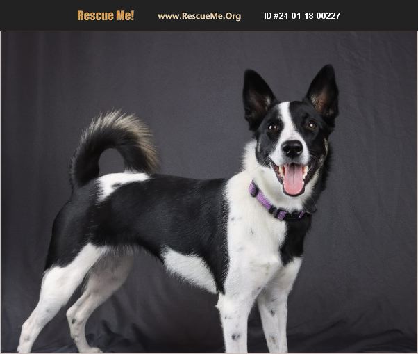 ADOPT 24011800227 ~ Australian Cattle Dog Rescue ~ Wichita, KS