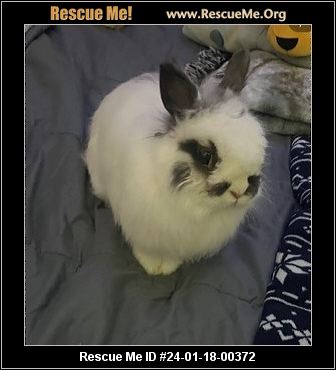 - New Jersey Rabbit Rescue - ADOPTIONS - Rescue Me!