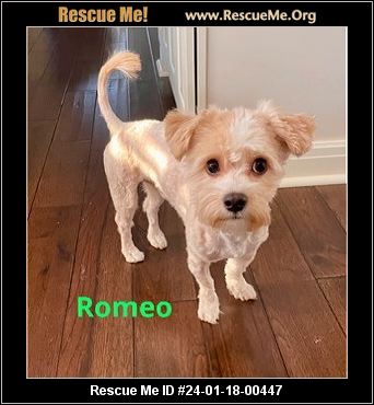 - North Carolina Maltese Rescue - ADOPTIONS - Rescue Me!