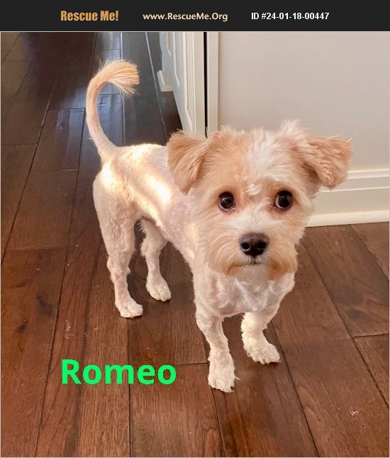 ADOPT 24011800447 ~ Maltese Rescue ~ Raleigh, NC