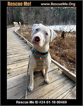 - Wisconsin Dog Rescue - ADOPTIONS - Rescue Me!