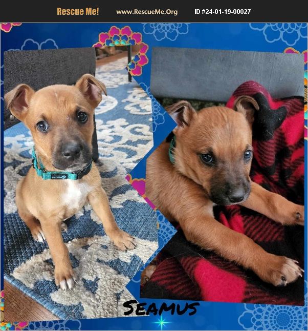 ADOPT 24011900027 ~ Australian Cattle Dog Rescue ~ Rancho Cucamonga, CA