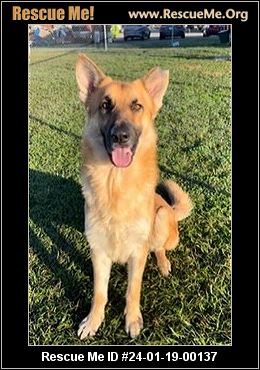 - Texas German Shepherd Rescue - ADOPTIONS - Rescue Me!