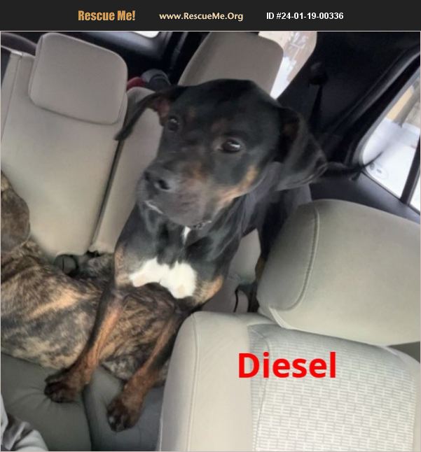 ADOPT 24011900336 ~ Rottweiler Rescue ~ Solomon, KS