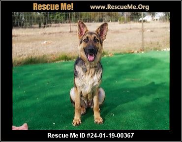 - Texas German Shepherd Rescue - ADOPTIONS - Rescue Me!
