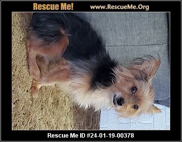 - Georgia Yorkie Rescue - ADOPTIONS - Rescue Me!