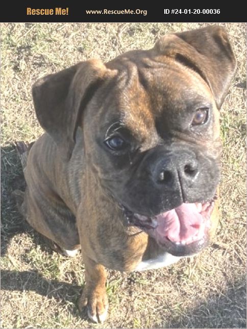 ADOPT 24012000036 ~ Boxer Rescue ~ INVERNESS, FL