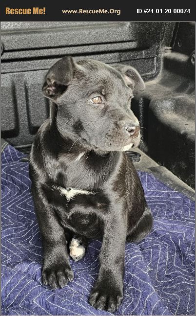 ADOPT 24012000074 ~ Lab Rescue ~ Cherokee County, OK