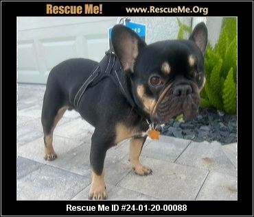 - Florida French Bulldog Rescue - ADOPTIONS - Rescue Me!