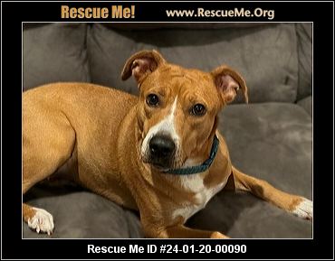 - Indiana Dog Rescue - ADOPTIONS - Rescue Me!