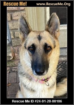 - Texas German Shepherd Rescue - ADOPTIONS - Rescue Me!