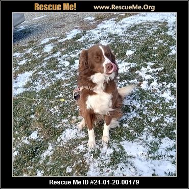 - Virginia Australian Shepherd Rescue - ADOPTIONS - Rescue Me!
