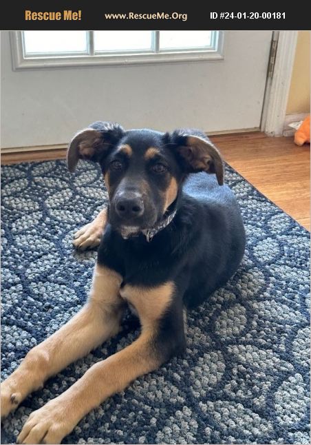 ADOPT 24012000181 ~ German Shepherd Rescue ~ Alabaster, AL