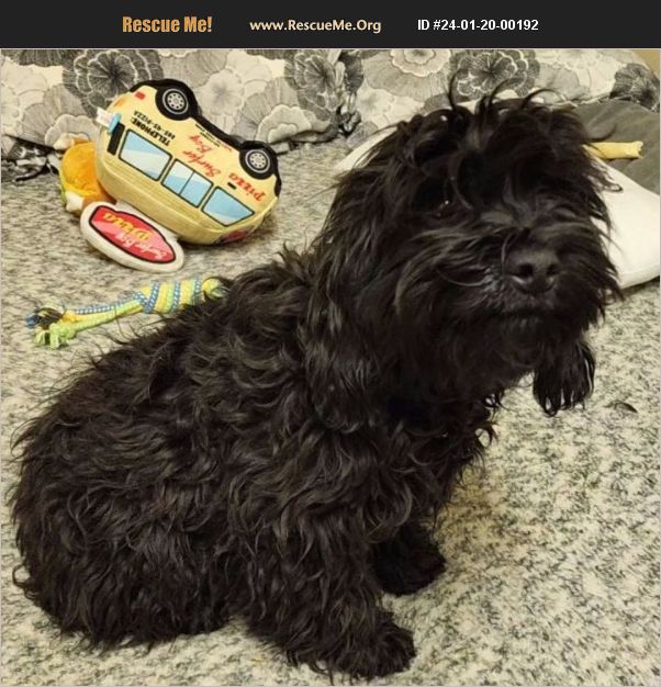 ADOPT 24012000192 ~ Cockapoo Rescue ~ Lagrange, IN