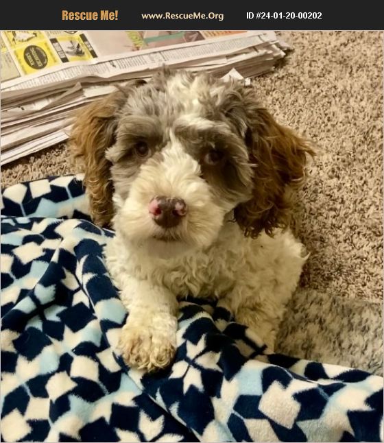 ADOPT 24012000202 ~ Cockapoo Rescue ~ Lagrange, IN