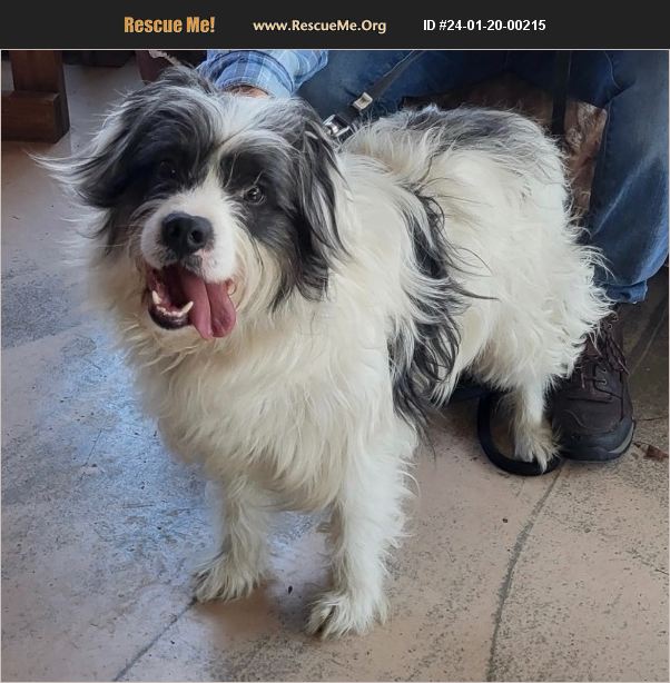ADOPT 24012000215 ~ Lhasa Apso Rescue ~ Heathsville, VA