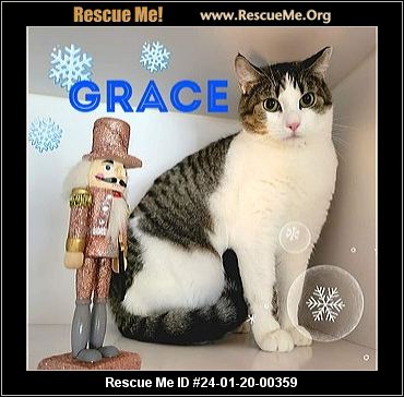 - Arizona Cat Rescue - ADOPTIONS - Rescue Me!