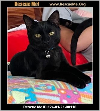 - South Carolina Cat Rescue - ADOPTIONS - Rescue Me!