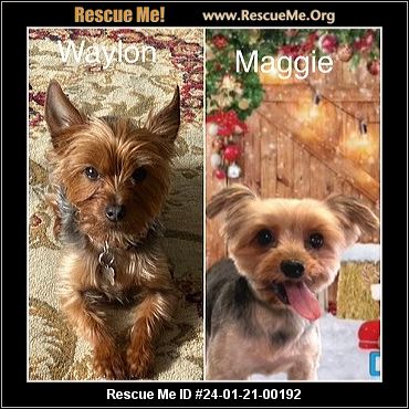 - Tennessee Yorkie Rescue - ADOPTIONS - Rescue Me!