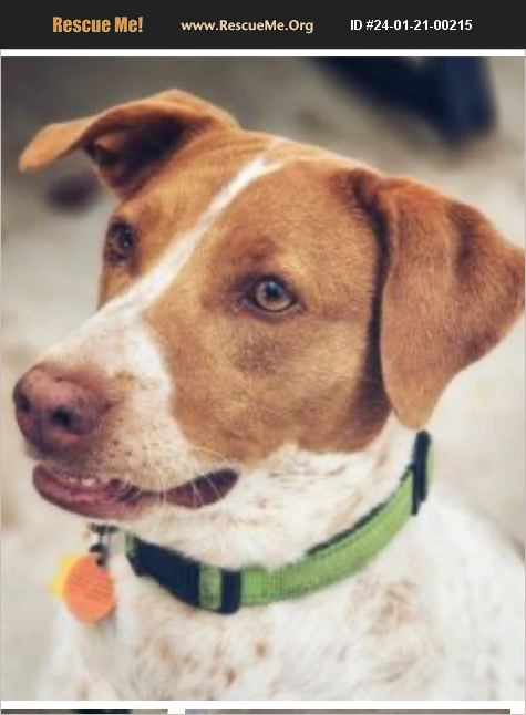 ADOPT 24012100215 ~ Pointer Rescue ~ Ft Morgan, CO