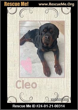 - California Rottweiler Rescue - ADOPTIONS - Rescue Me!