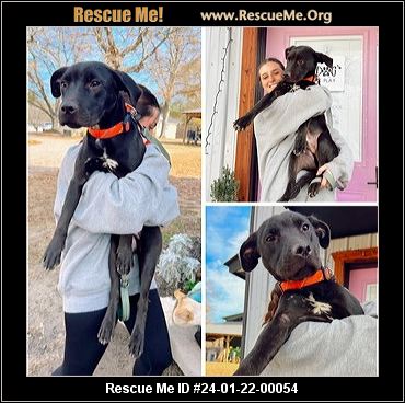- Vermont Dog Rescue - ADOPTIONS - Rescue Me!
