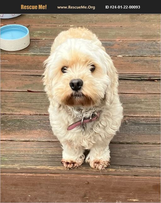 ADOPT 24012200093 ~ Cockapoo Rescue ~ Florida