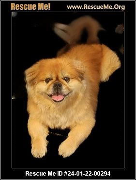 - Florida Pekingese Rescue - ADOPTIONS - Rescue Me!