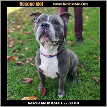 - California Pit Bull Rescue - ADOPTIONS - Rescue Me!
