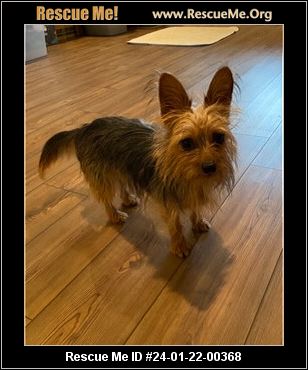 - Missouri Yorkie Rescue - ADOPTIONS - Rescue Me!