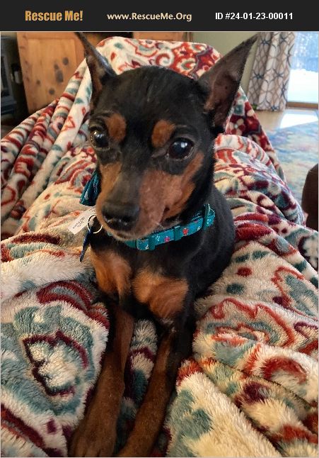 ADOPT 24012300011 ~ Miniature Pinscher Rescue ~ Colorado Springs, CO