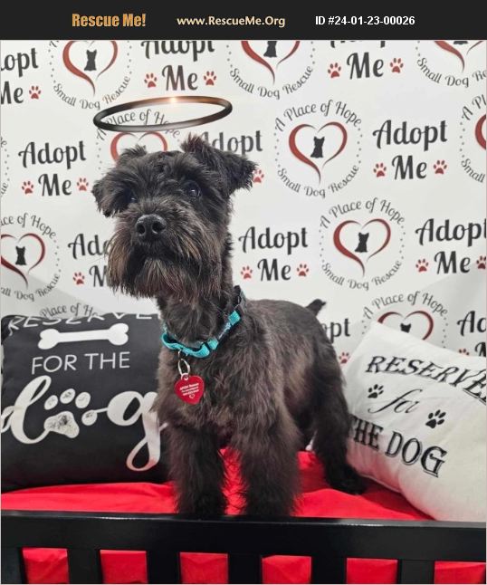 ADOPT 24012300026 ~ Schnauzer Rescue ~ Pensacola, FL