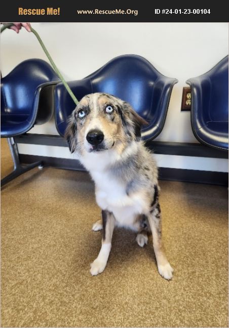 ADOPT 24012300104 ~ Australian Shepherd Rescue ~ Stillwater, OK