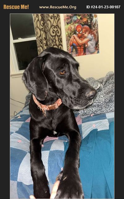 ADOPT 24012300107 ~ Great Dane Rescue ~ North Branch, MN